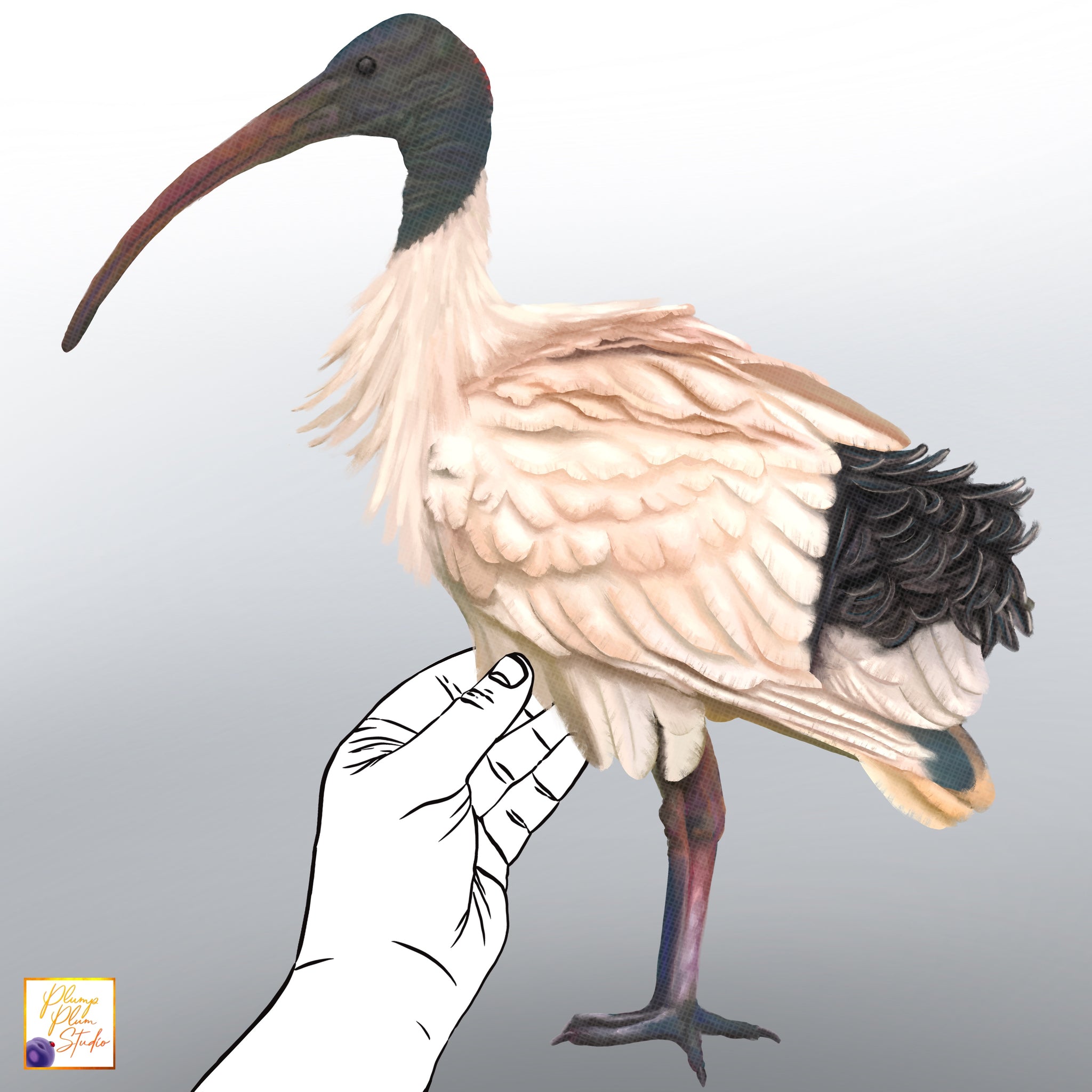 Bin Chook decal, Australian White Ibis decal, Realistic bird decal, Bi ...