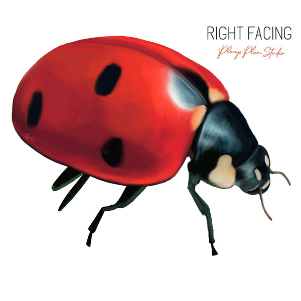 Realistic Lady Bug decal, illustrated Ladybug sticker, cute garden bee ...